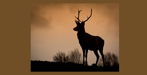 🦌 2025–2026 U.S. Hunting Season Guide: What to Expect and How to Prepa